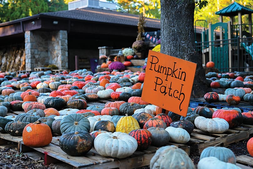 Huerto de calabazas de All Saints abierto hasta el 31 de octubre ...